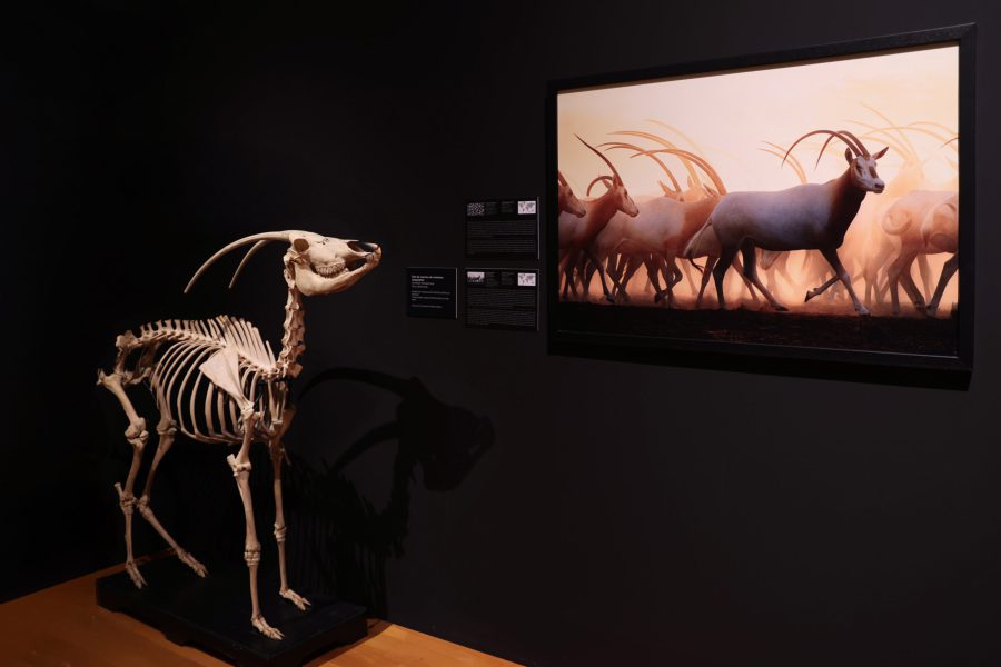 Tim Flach muestra sus fotografías de animales en peligro de extinción ...