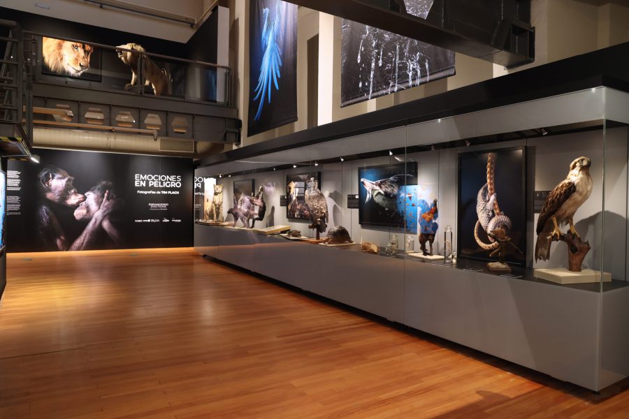 Tim Flach muestra sus fotografías de animales en peligro de extinción ...